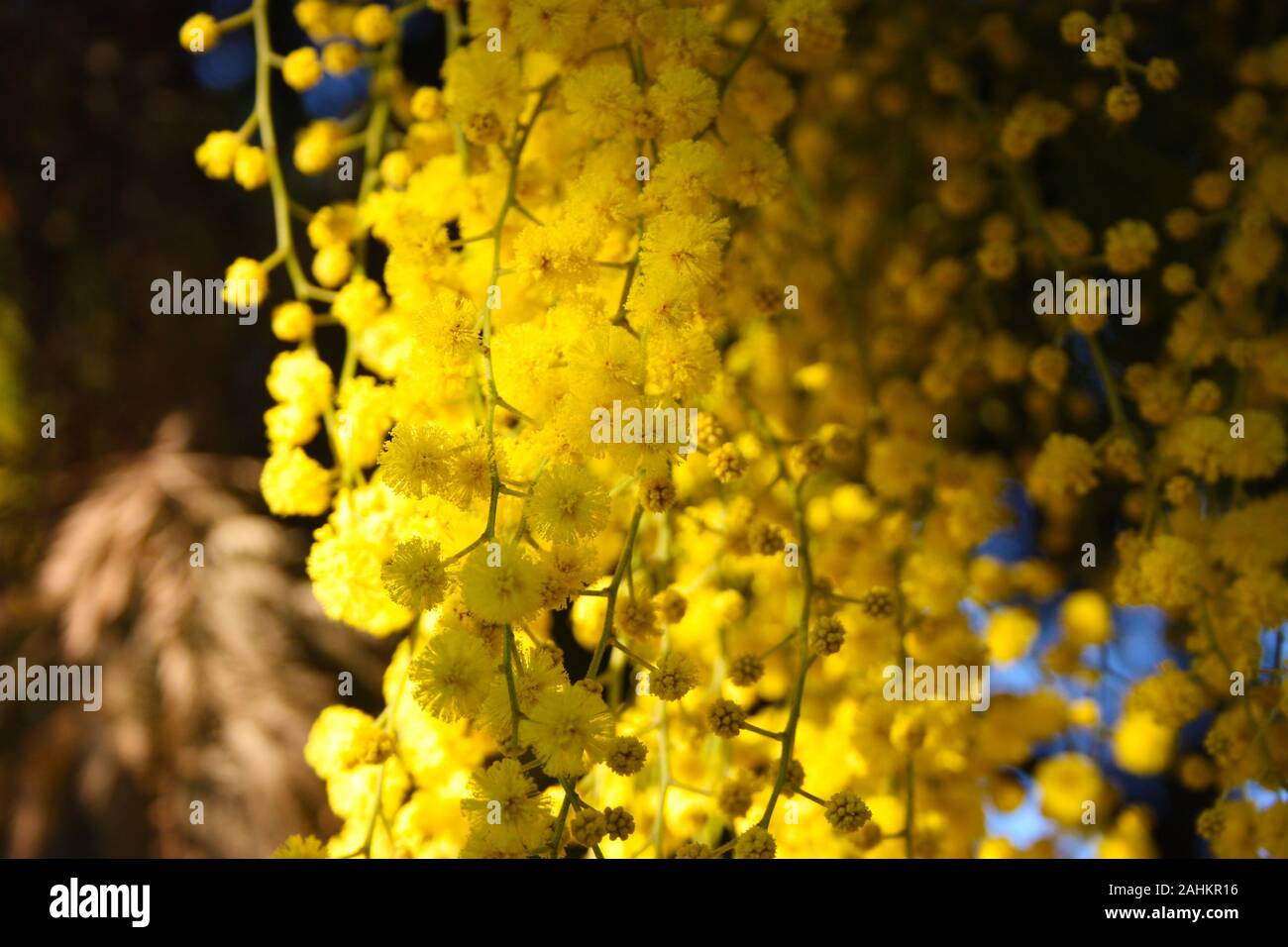 firstfruits of a fragrant yellow mimosa plant that bloomed before ...