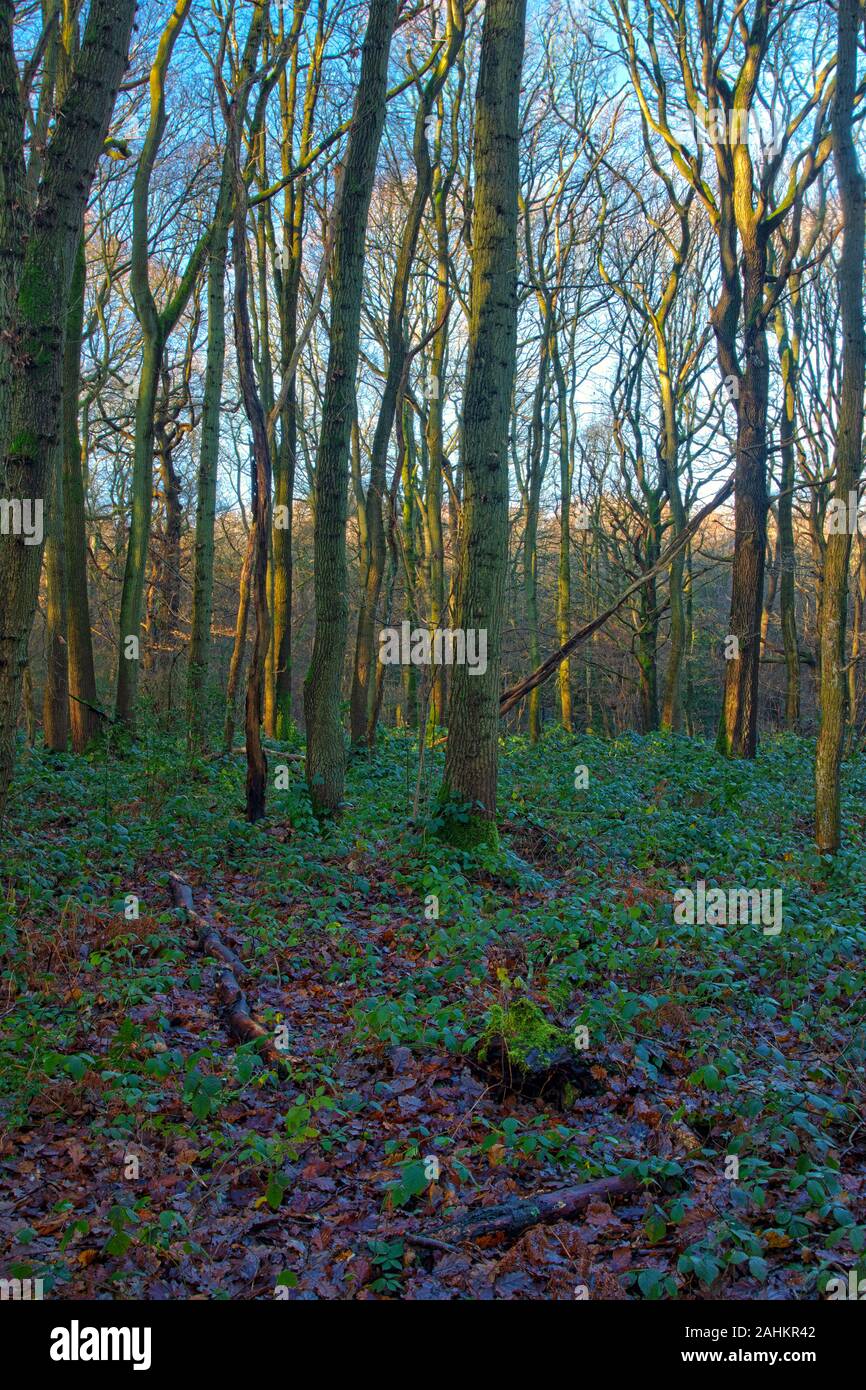 Winter woodland view of mainly straight trees with weak winter sunshine ...