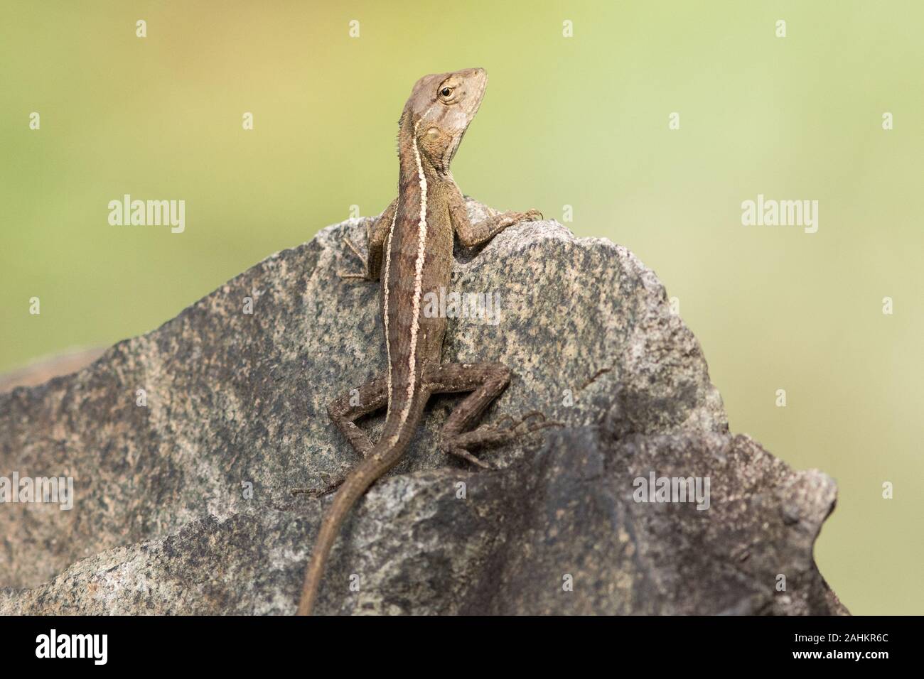 Female Oriental Garden Lizard Stock Photo - Alamy