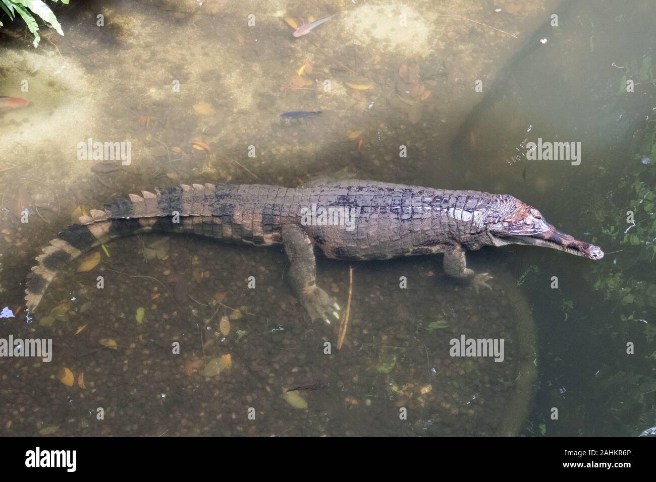 Captive False Gharial at Singapore Zoo Stock Photo - Alamy
