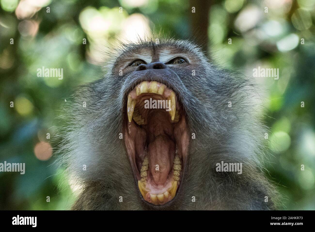Long-tailed Macaque showing aggression Stock Photo - Alamy