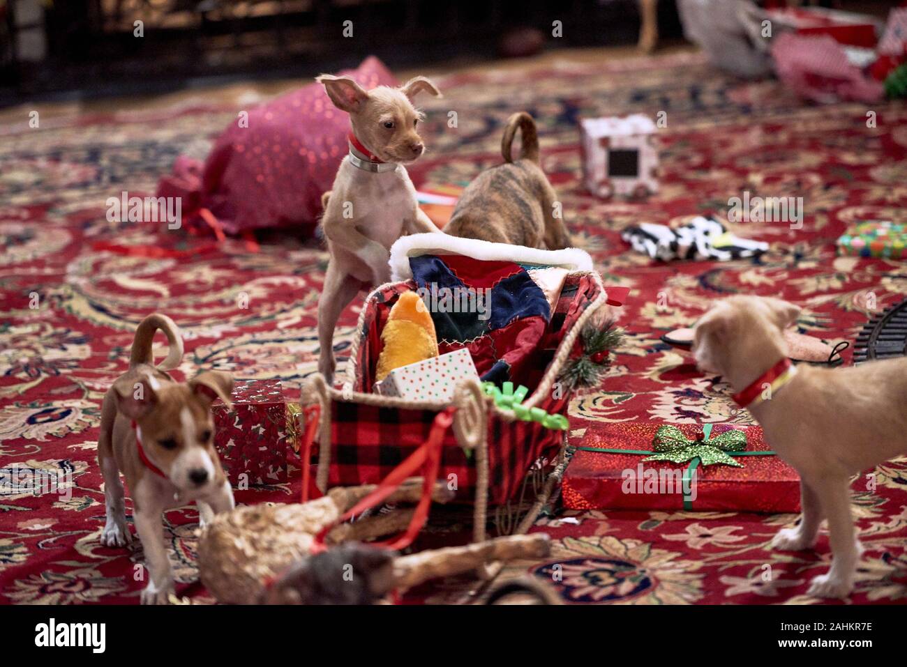 A PUPPY CHRISTMAS, (aired Dec. 23, 2019). photo: Marc Lemoine ...