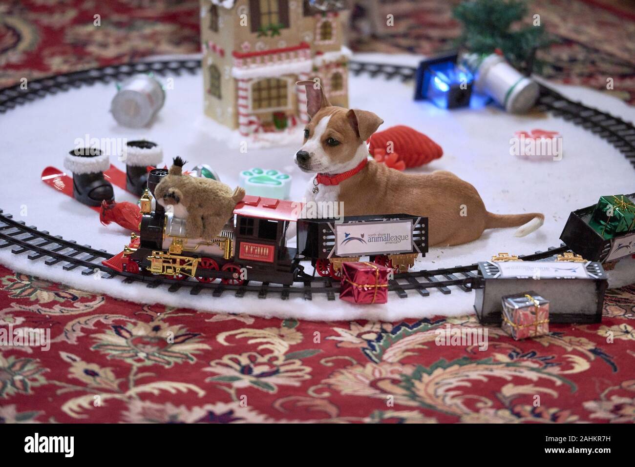 A PUPPY CHRISTMAS, (aired Dec. 23, 2019). photo: Marc Lemoine ...