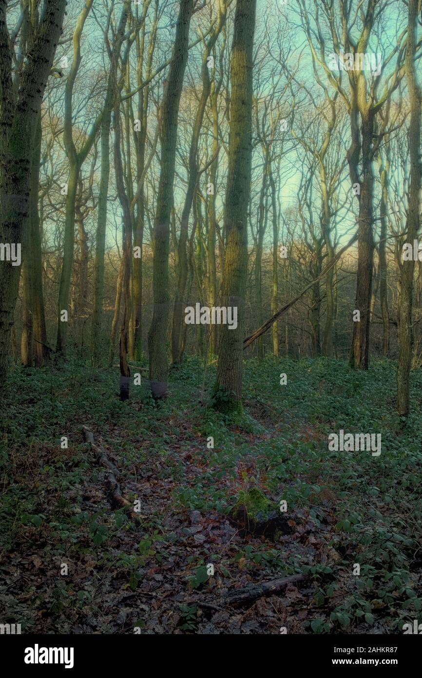 Winter woodland view of mainly straight trees with weak winter sunshine ...