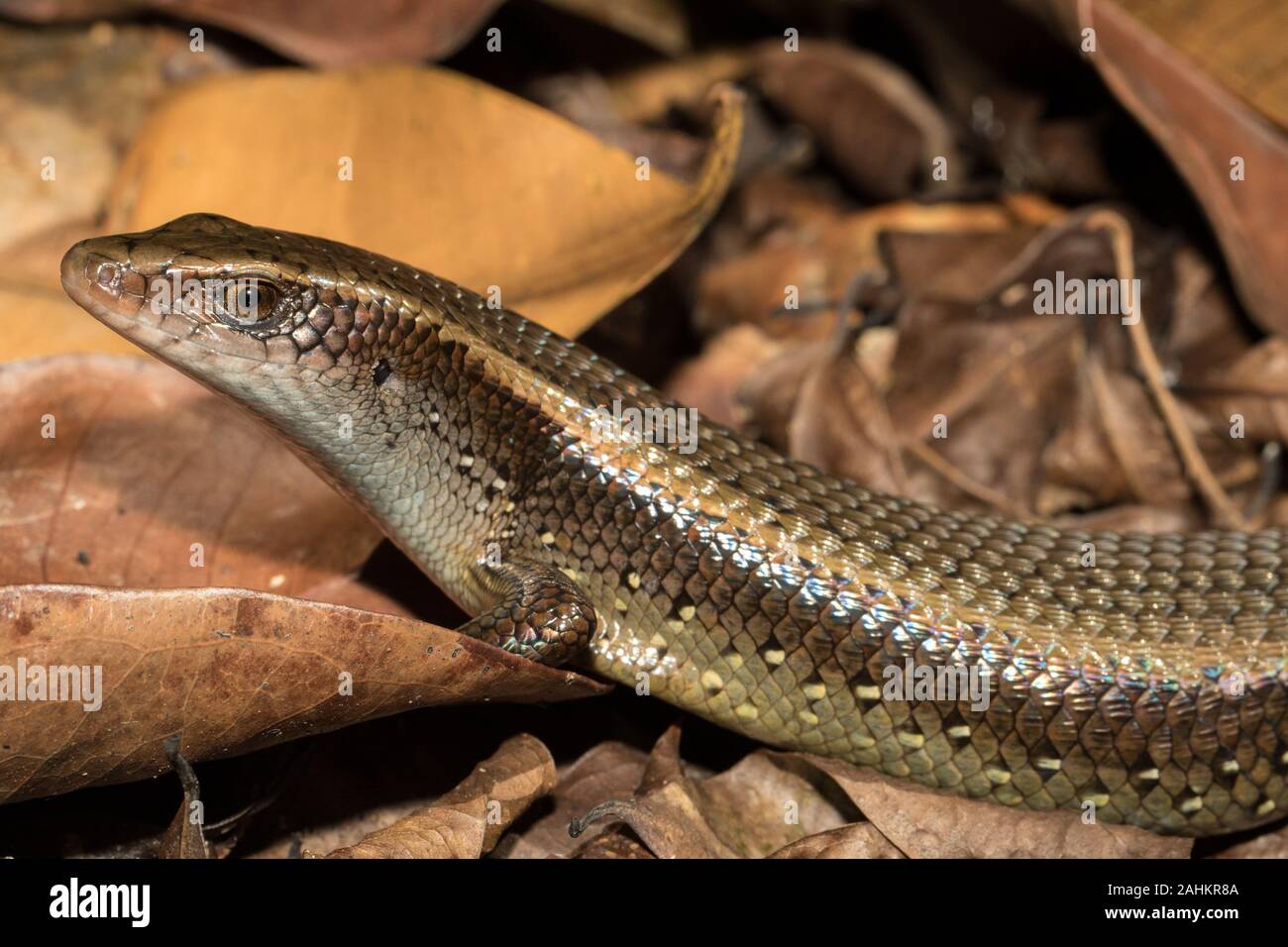 Many-lined Sun Skink in leaf litter Stock Photo - Alamy