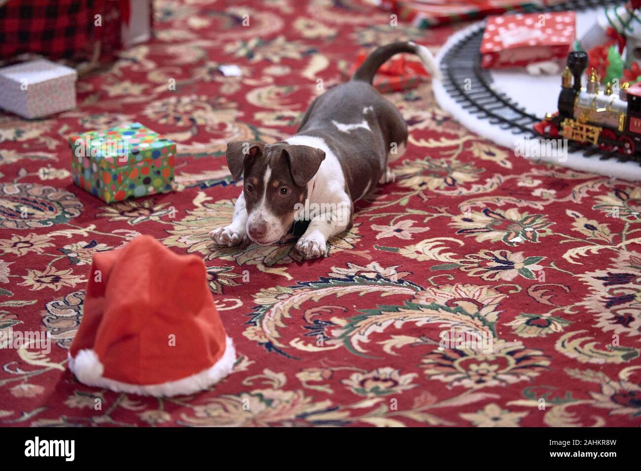 A PUPPY CHRISTMAS, (aired Dec. 23, 2019). photo: Marc Lemoine ...