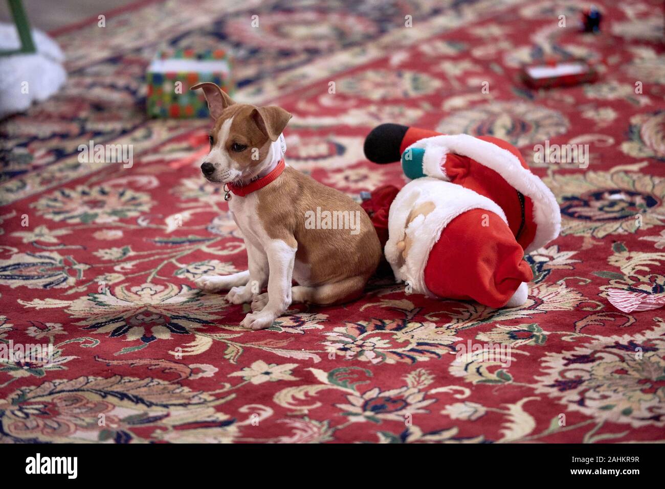 A PUPPY CHRISTMAS, (aired Dec. 23, 2019). photo: Marc Lemoine ...