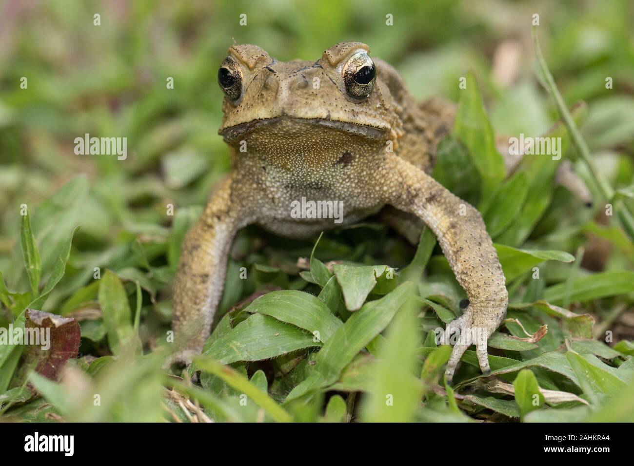 Common Asian Toad Stock Photo - Alamy