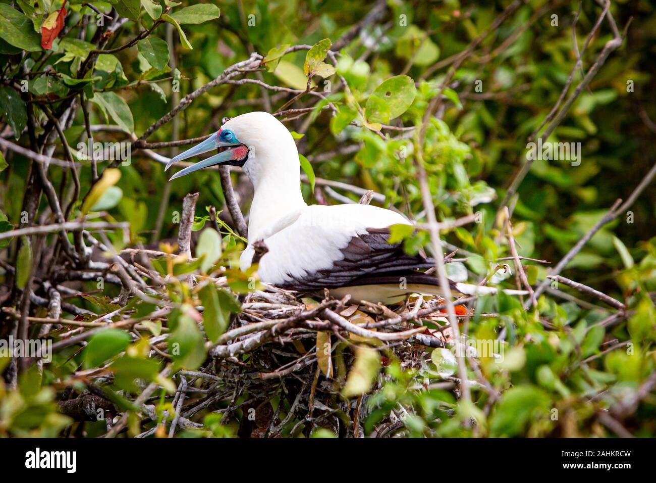Red-footed booby Sula sula bird in natral habitat at day Stock Photo ...
