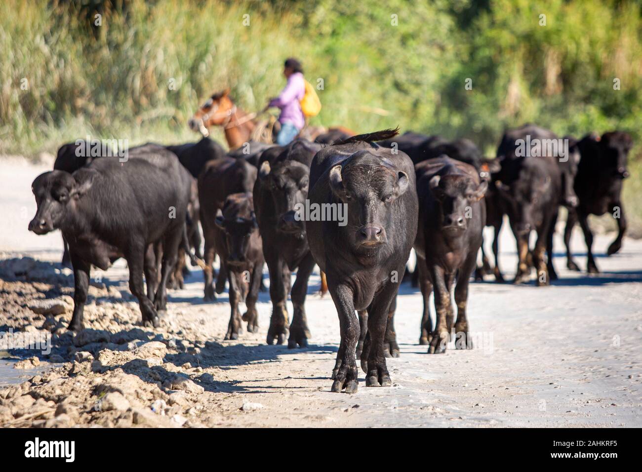 Cattle walking on the road summer day farming trip Stock Photo - Alamy