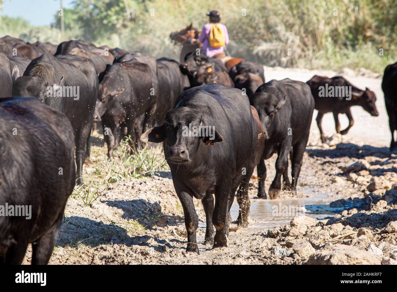 Cattle walking on the road summer day farming trip Stock Photo - Alamy