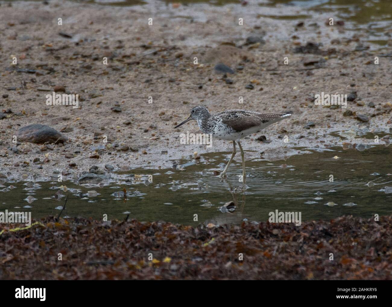 Greenshank (Tringa nebularia) wading in shallow water, Loch Aline ...