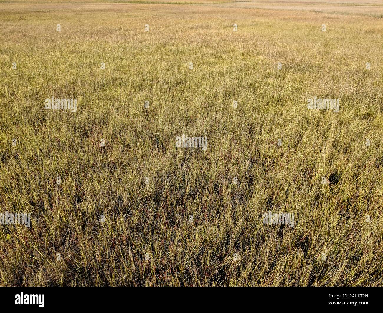 Marsh grass cape cod hi-res stock photography and images - Alamy