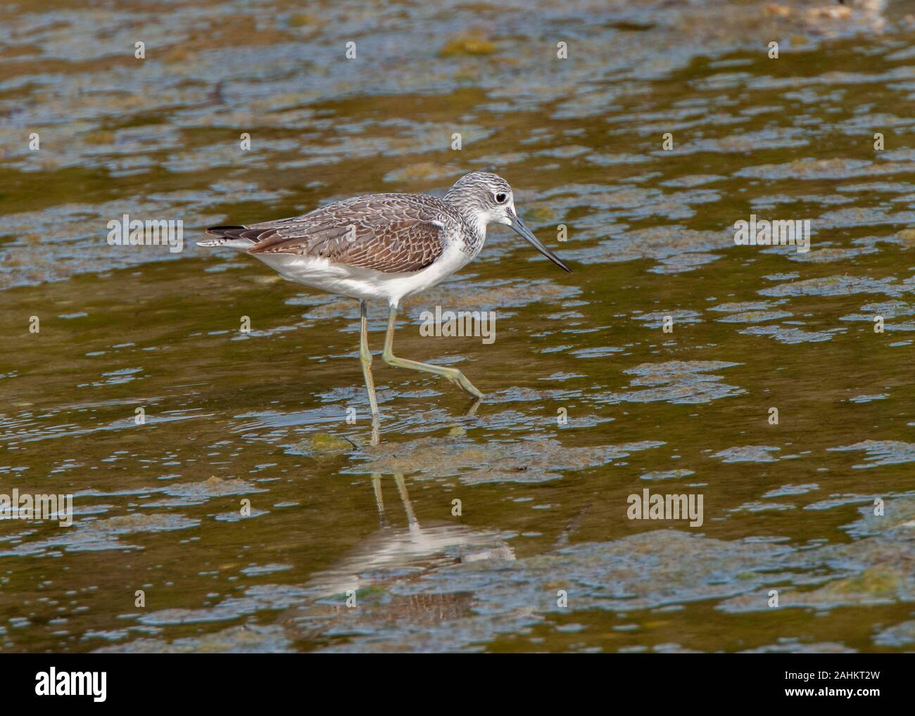 Birds of menorca hi-res stock photography and images - Alamy
