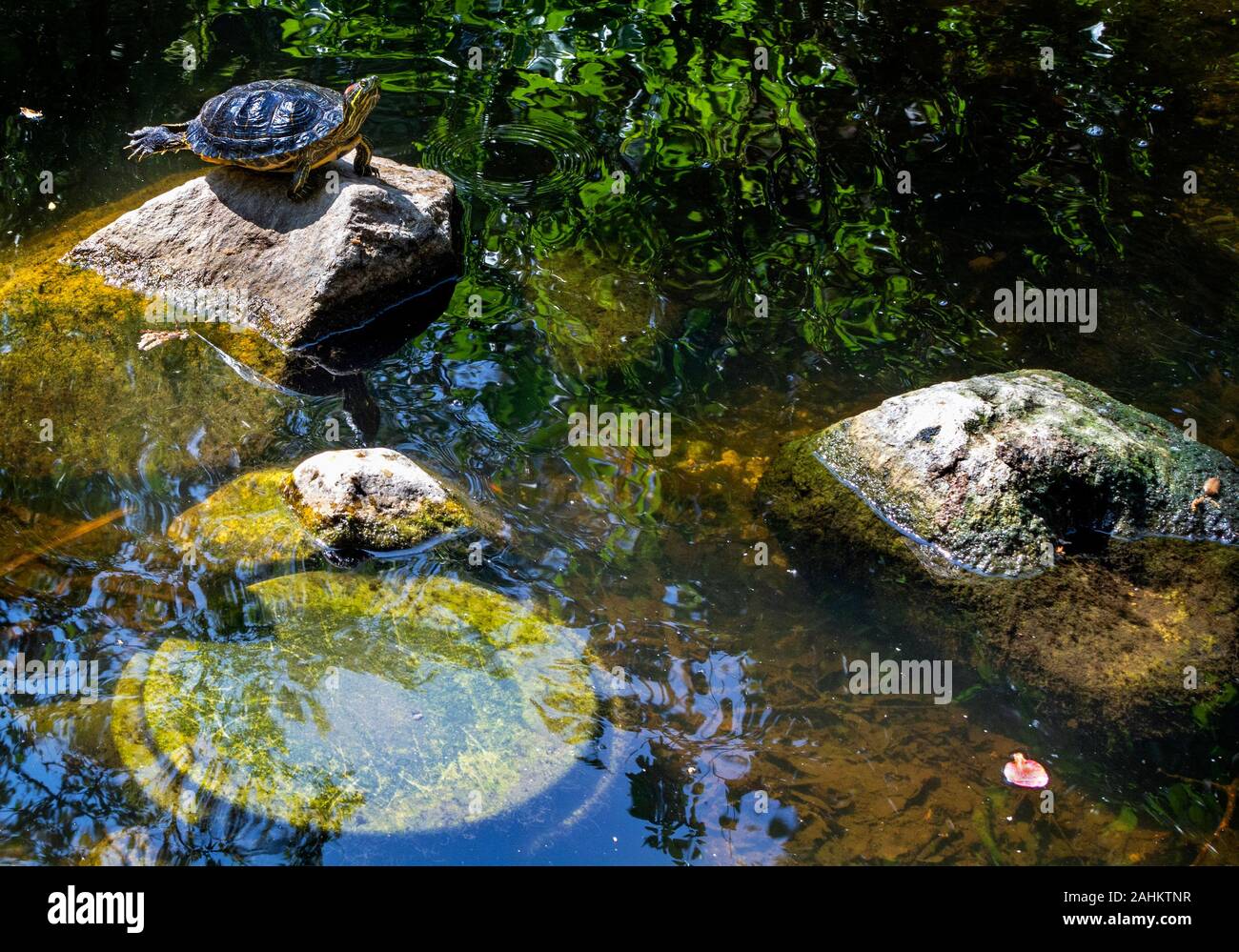 Red eared slider turtle is basking in the sun on a rock in a pond, with ...