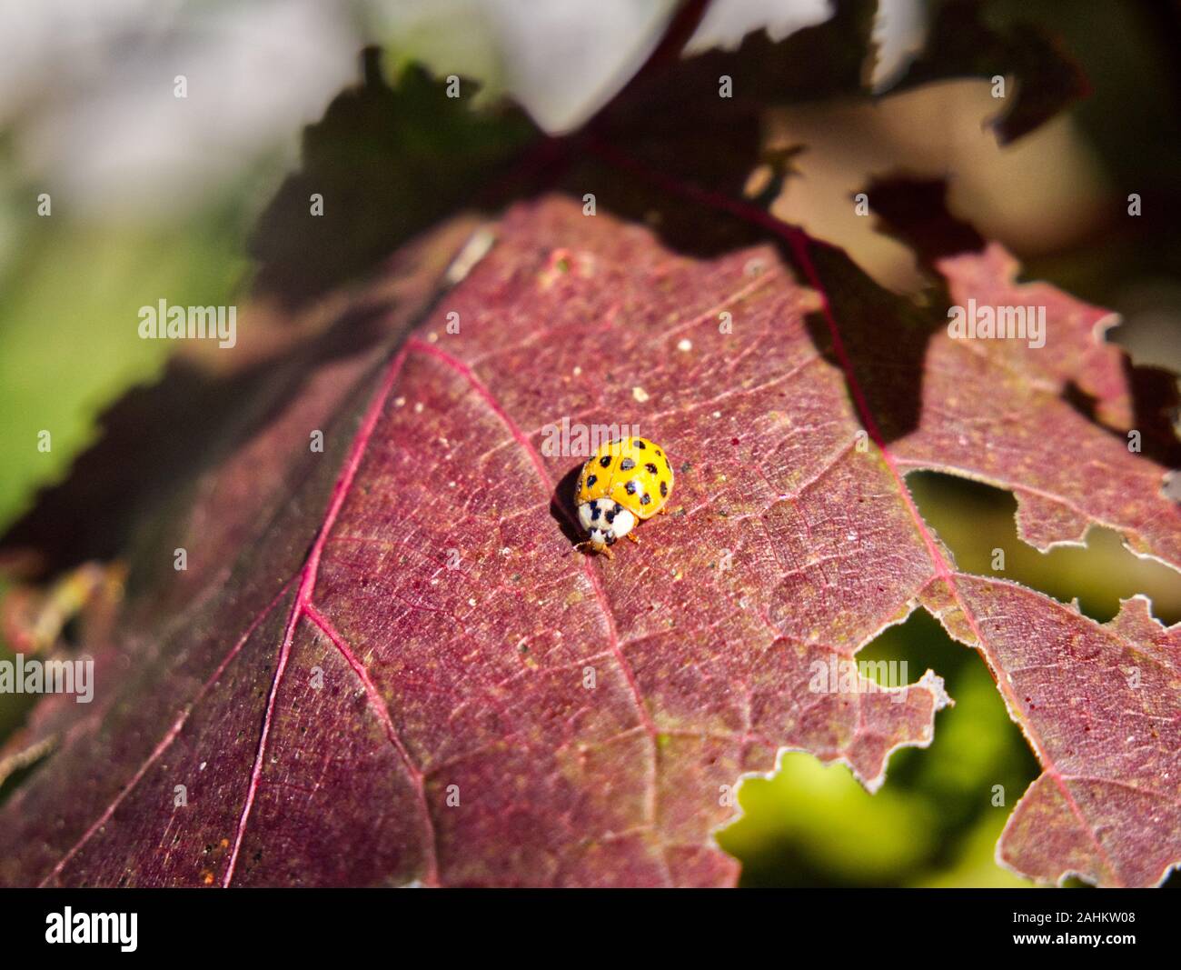Cute multi spotted ladybug (ladybird) exploring a tree leaf in Florida ...