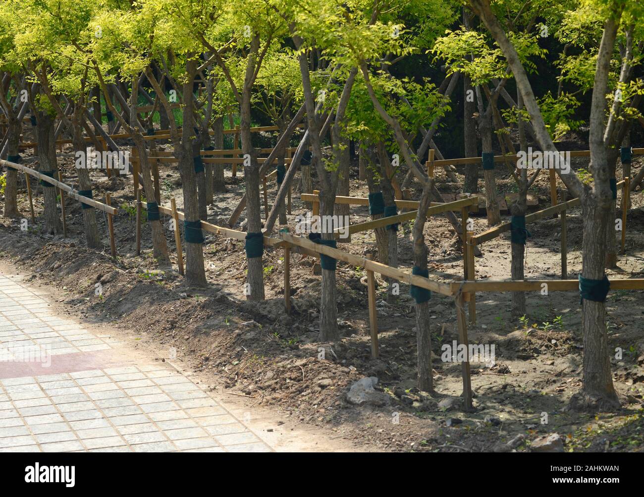 Newly planted trees in a park in Binhai district, Tianjin, China, are ...