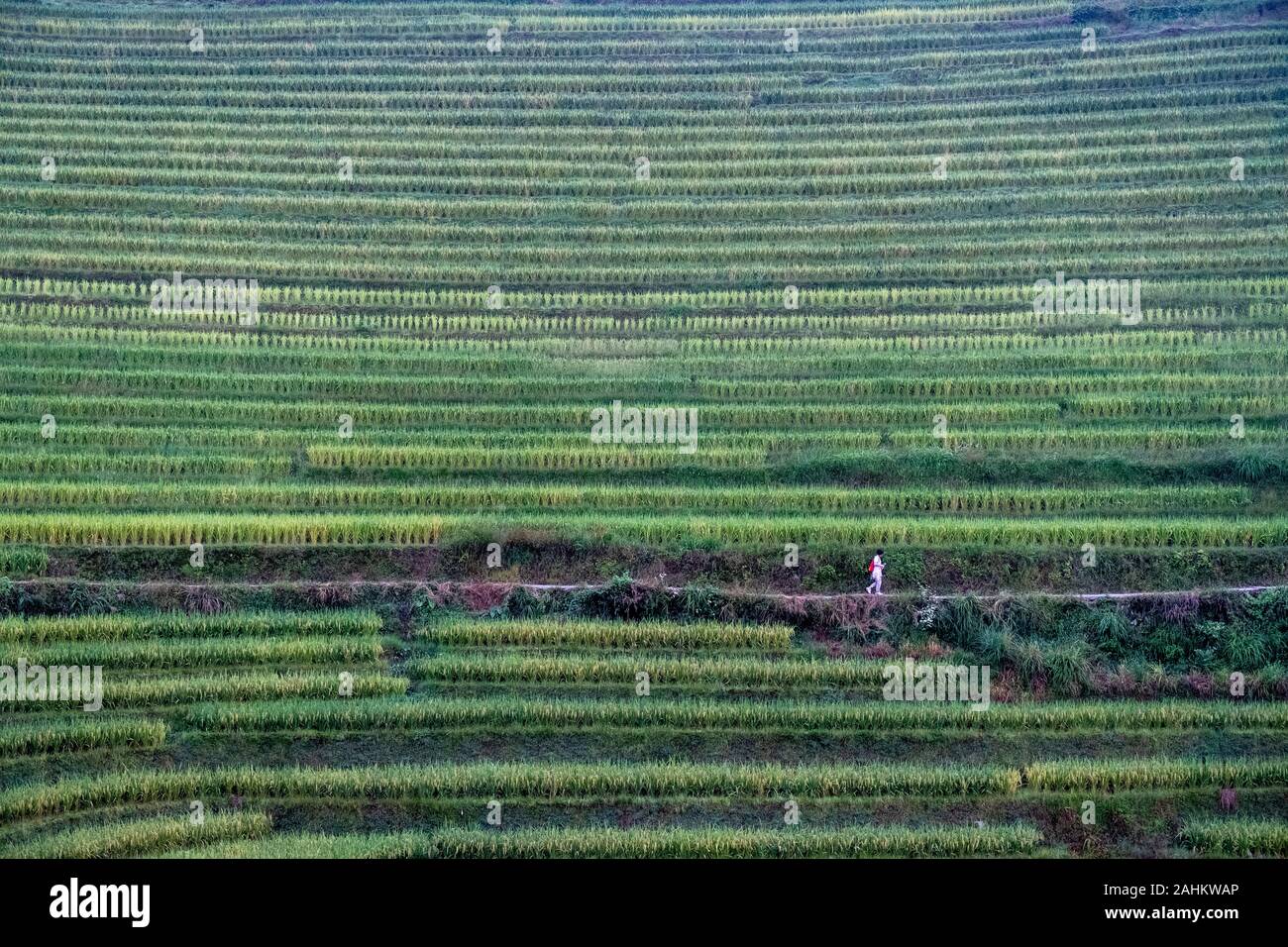 A Chinese tourist walk through the Longji Rice terraces, Guangxi, China ...