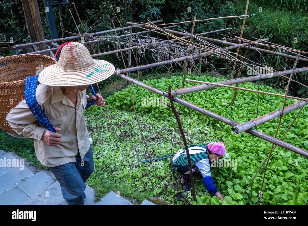 A villager harvests Chinese vegetables in Ping An, Guangxi, China Stock ...