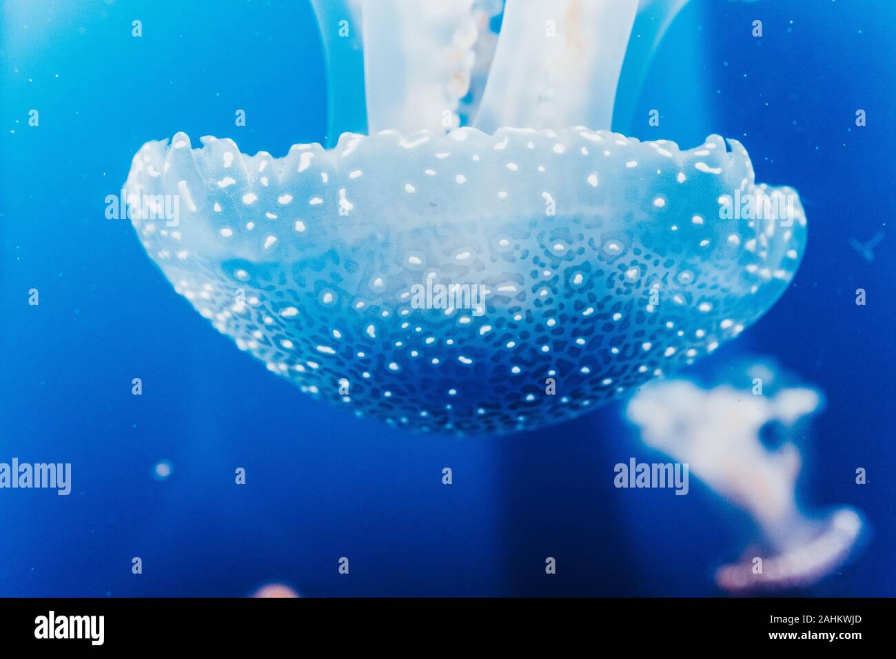 Jellyfish With Fish Inside