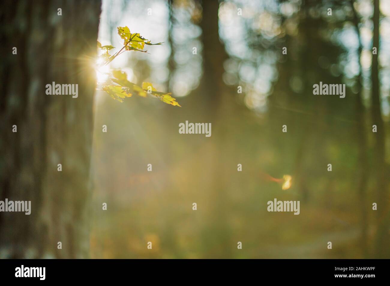 Lens leaf shutter hi-res stock photography and images - Alamy