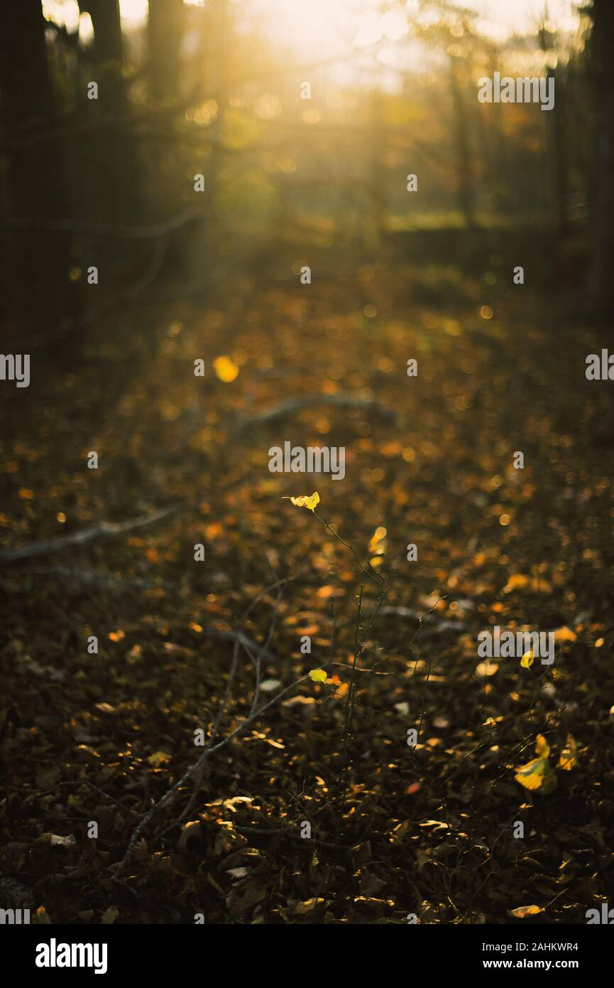 Fall light hi-res stock photography and images - Alamy