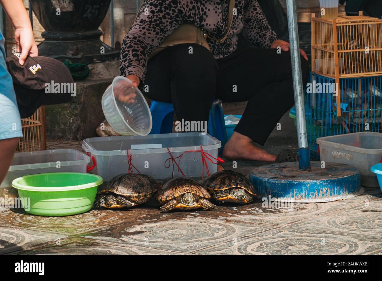 Pet turtles hi-res stock photography and images - Alamy