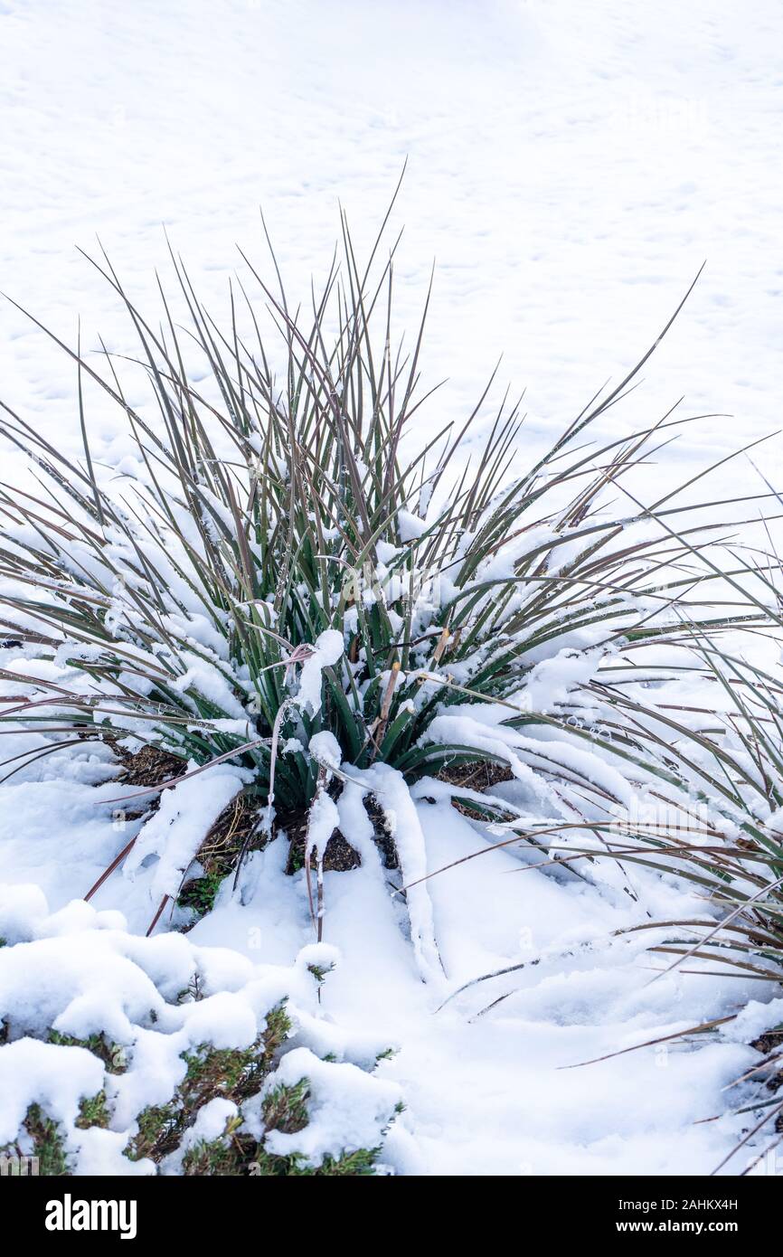 Cold Desert Vegetation
