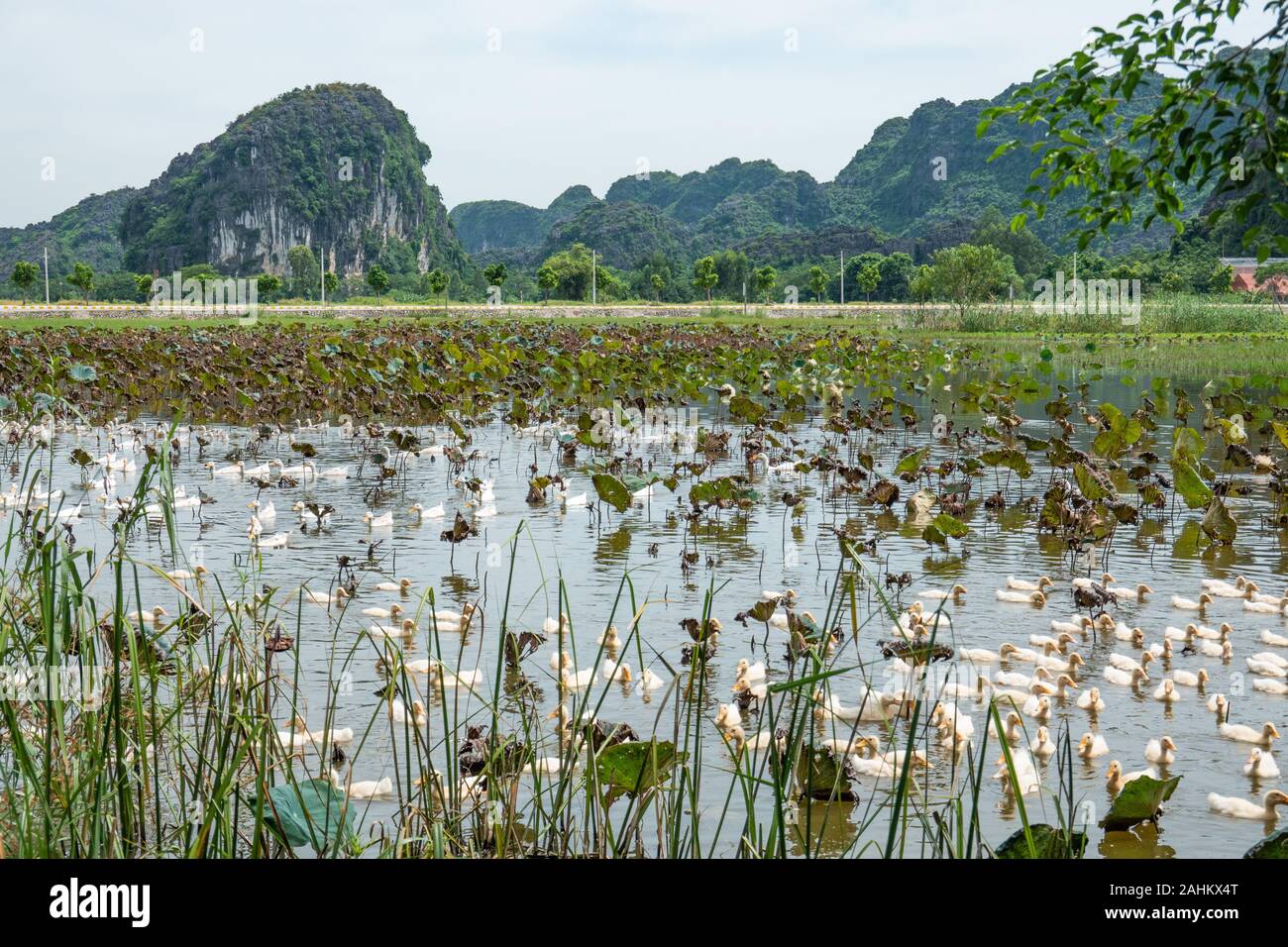 Baby geese being raised in the waters of Hoa Lư, Ninh Binh Province ...