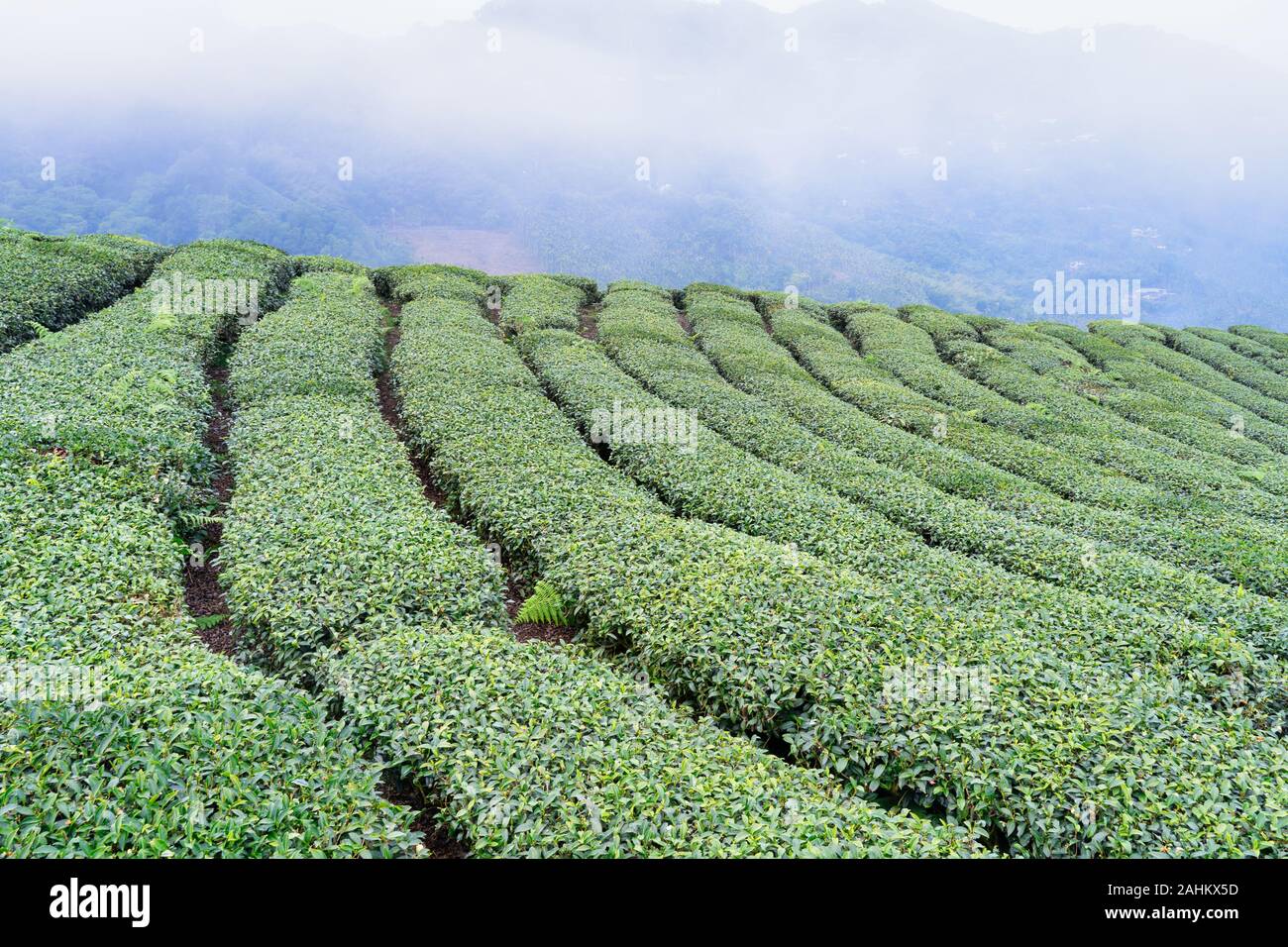 Beautiful green tea crop garden rows scene with blue sky and cloud ...