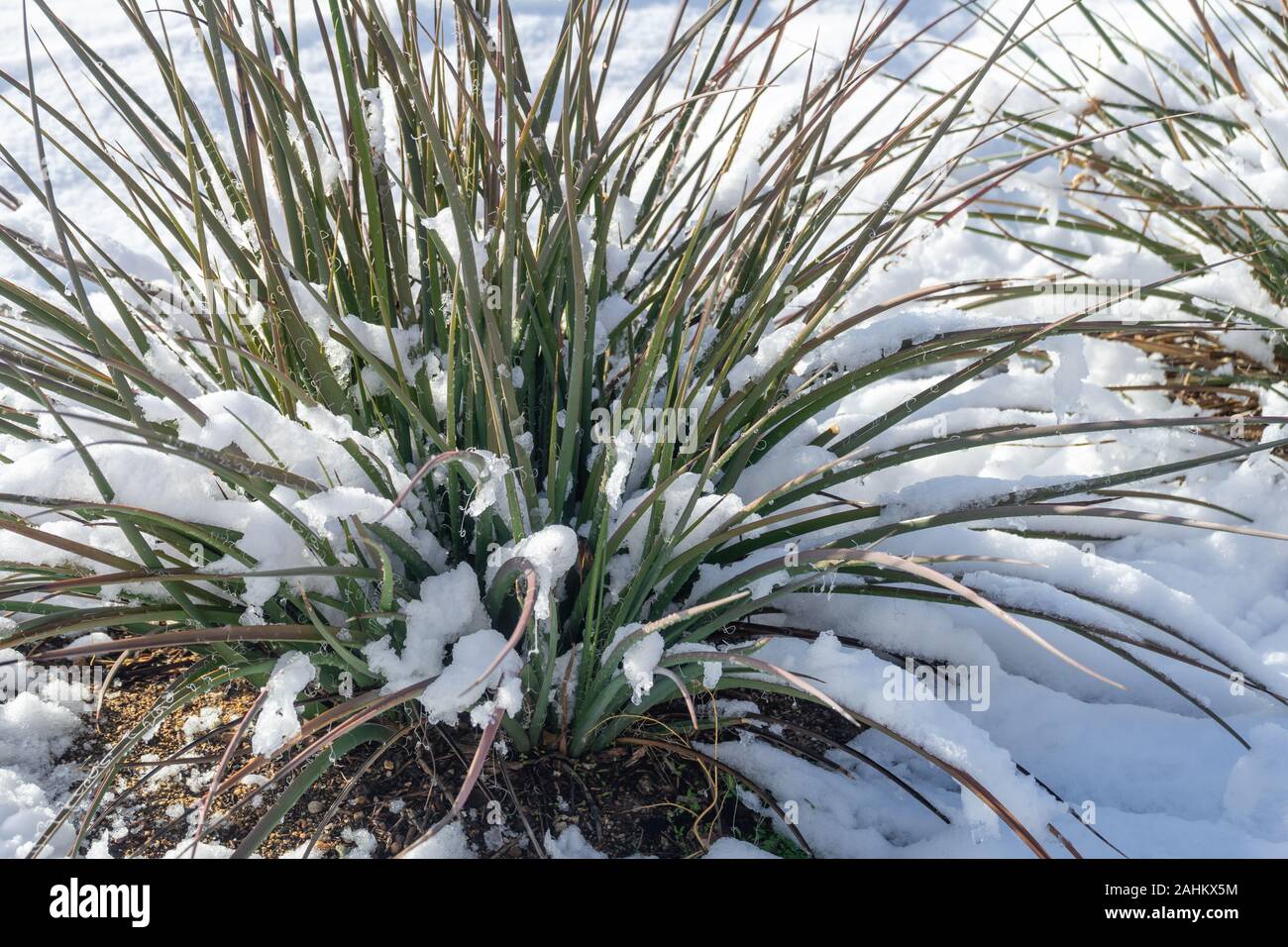 Winter snow on a red yucca plant in the Mojave Desert Stock Photo - Alamy
