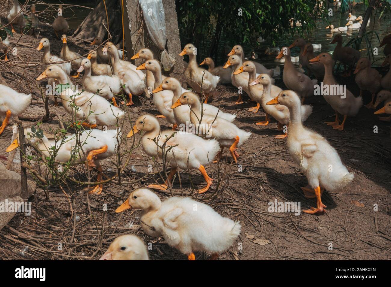 Baby geese being raised in the waters of Hoa Lư, Ninh Binh Province ...