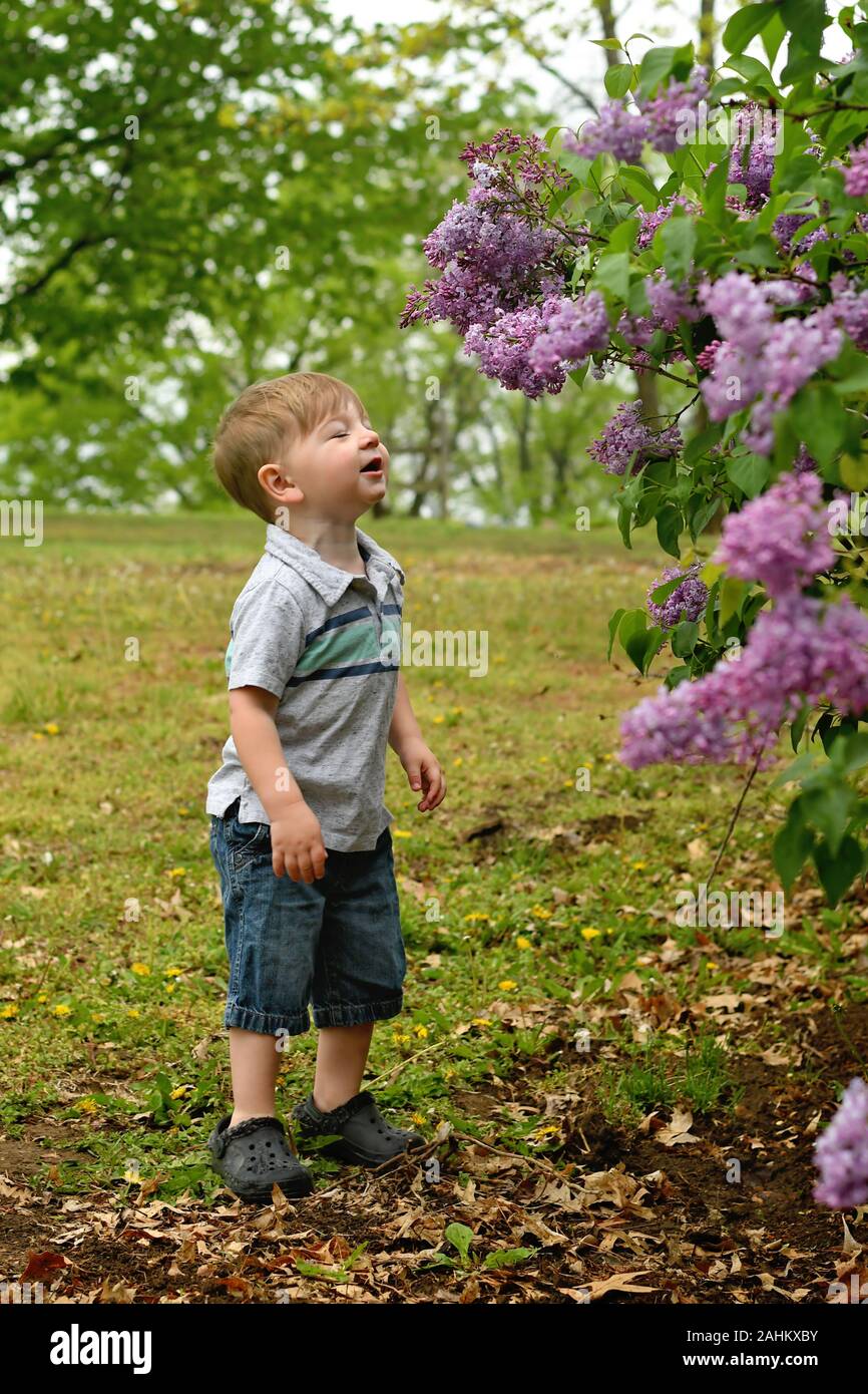 little boy smelling lilacs Stock Photo - Alamy