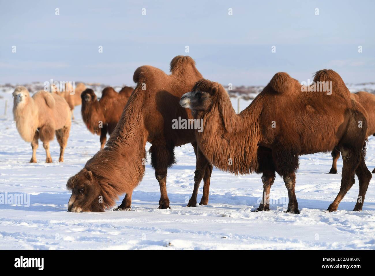 Jeminay, China's Xinjiang Uygur Autonomous Region. 30th Dec, 2019 ...