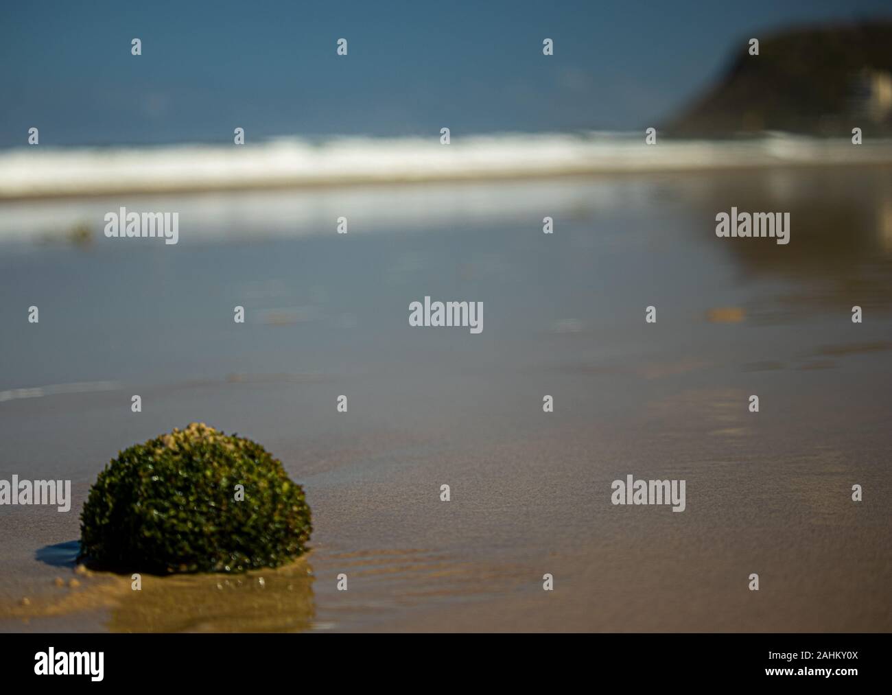Moss on the beach Stock Photo - Alamy