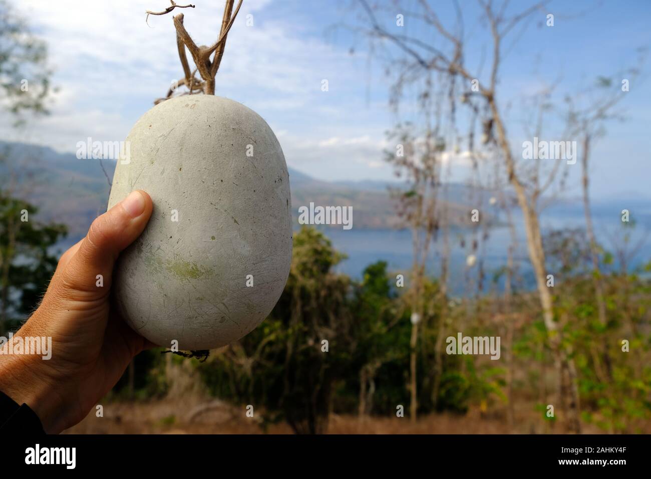 Hand melon hi-res stock photography and images - Alamy