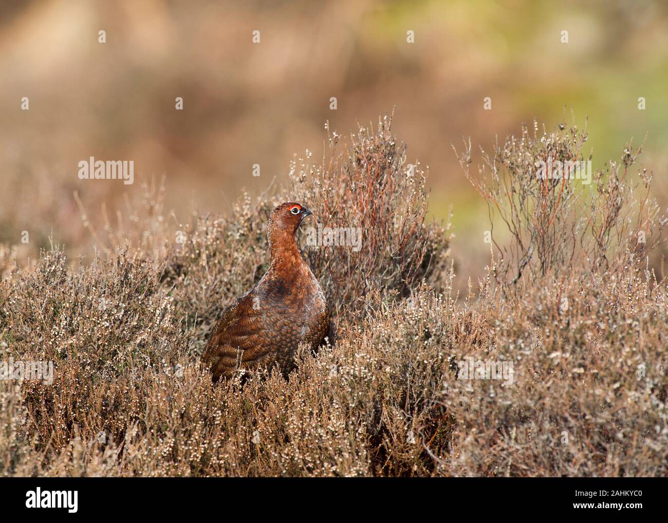Grouse red (Lagopus lagopus scoticus), female, standing in heather ...