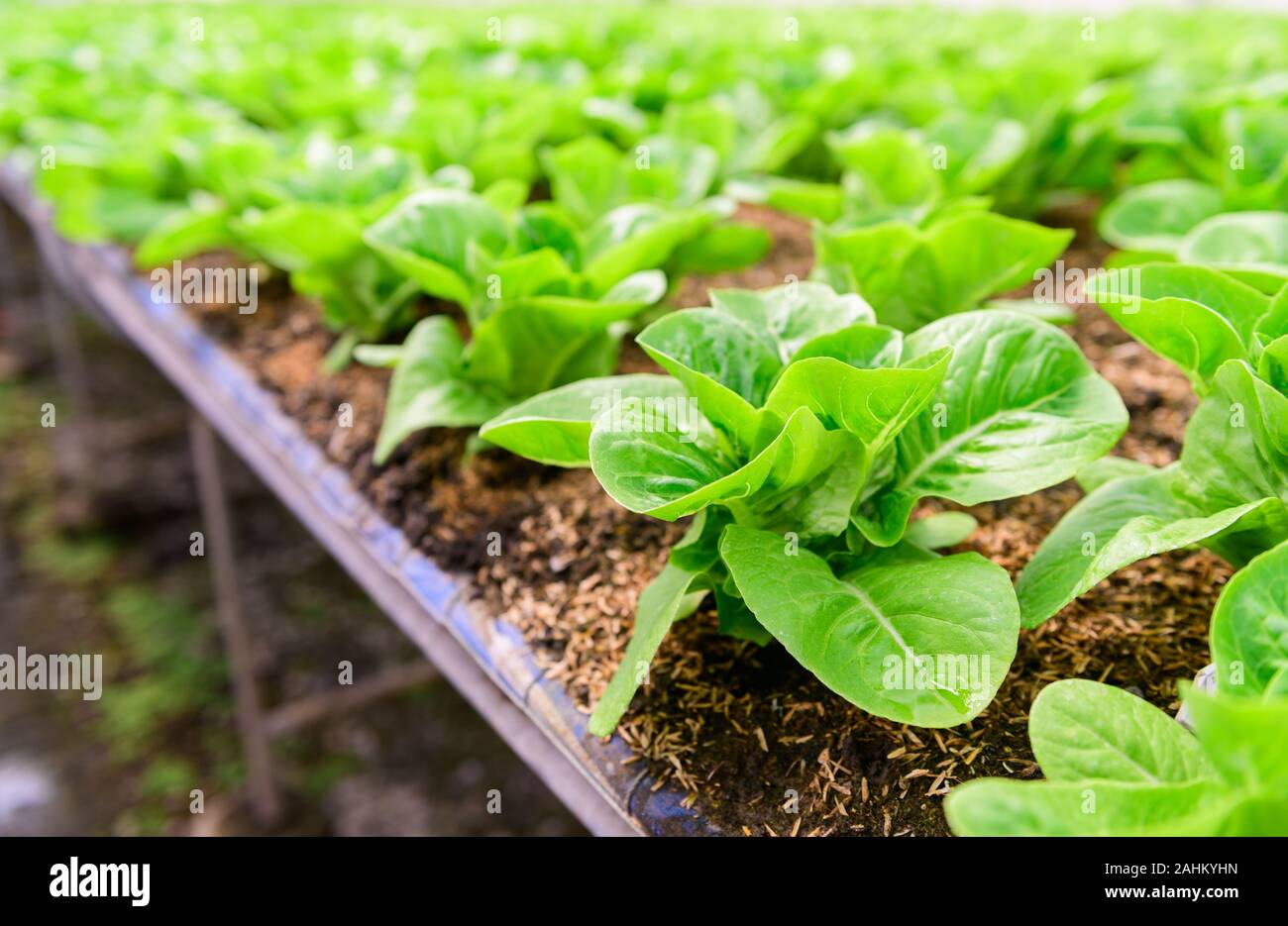 fresh green cos lettuce in organic farm, Lop buri. Thailand, Healthy ...