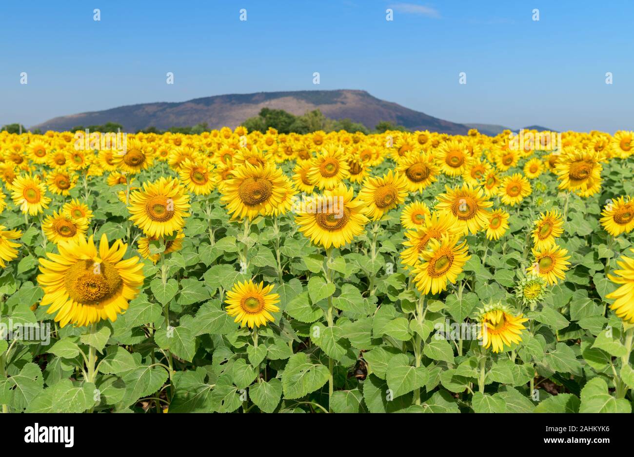 Beautiful sunflower field blooming on summer with blue sky at Lop buri ...