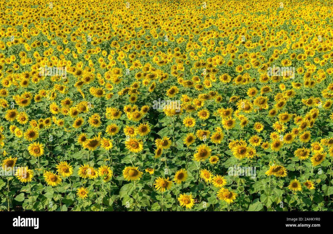Sunflowers Field at lop buri. Thailand, Farming and Countryside concept ...