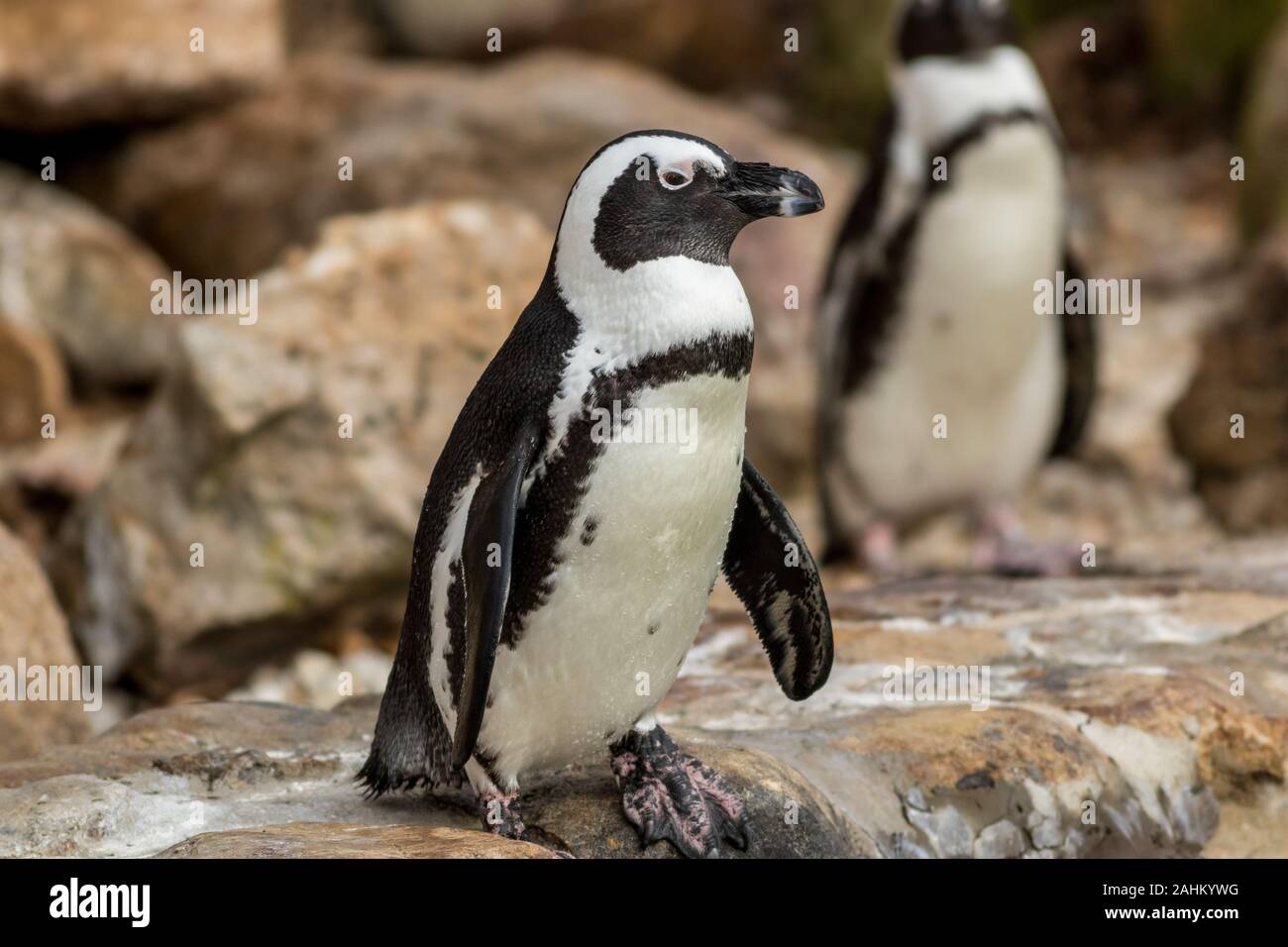 African Penguin (Spheniscus demersus) body closeup Stock Photo - Alamy