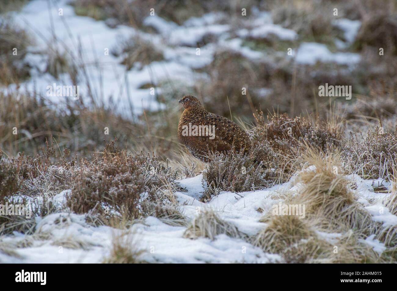 Leadhills hi-res stock photography and images - Alamy