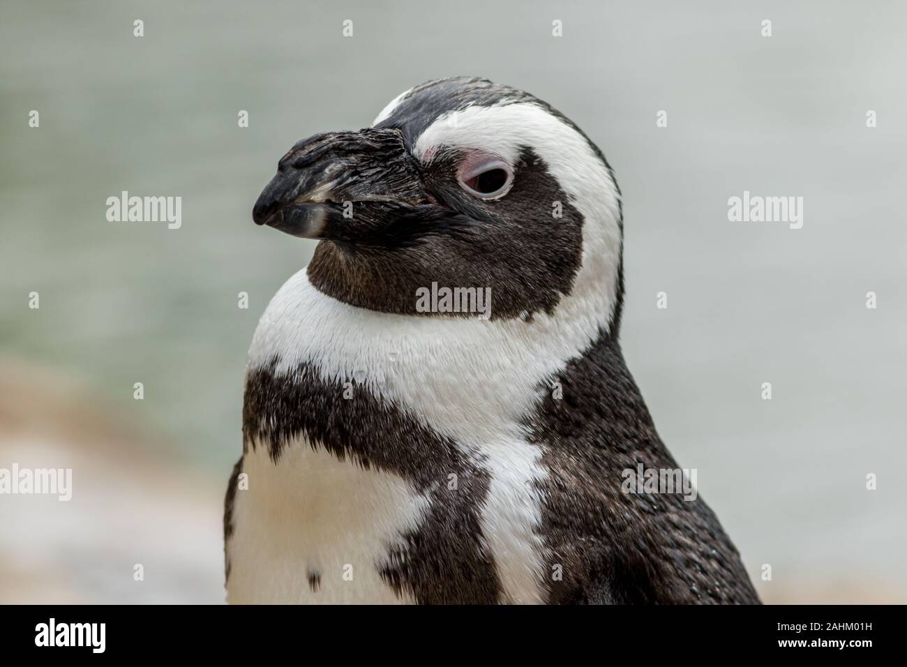 African Penguin (Spheniscus demersus) closeup Stock Photo - Alamy