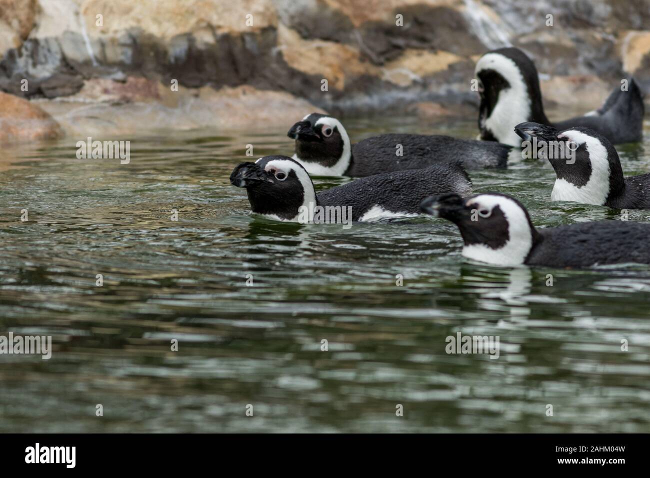 Banded penguins hi-res stock photography and images - Alamy