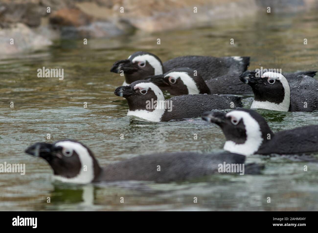 African Penguins (Spheniscus demersus) in water Stock Photo - Alamy