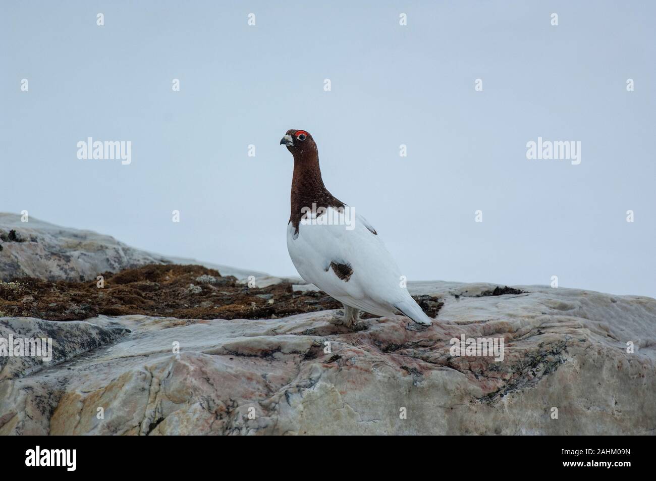 Arctic game birds hi-res stock photography and images - Alamy