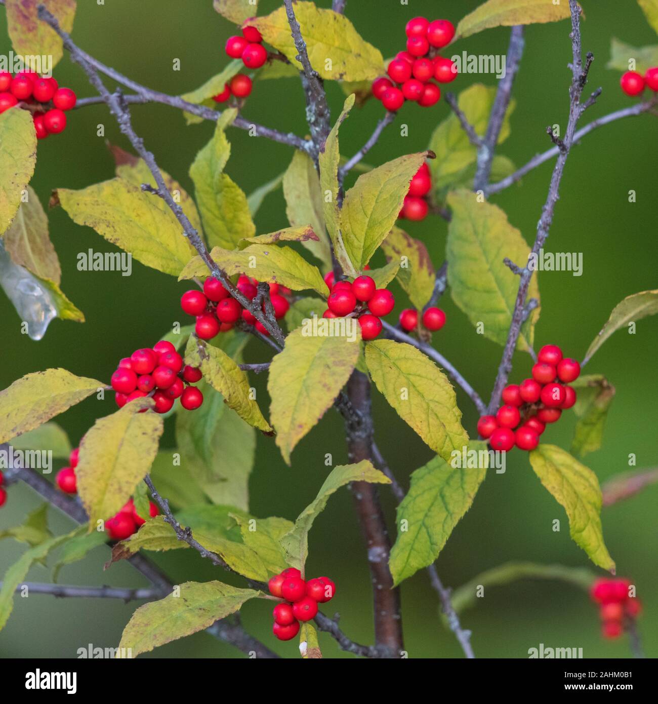 Winterberry holly hi-res stock photography and images - Alamy