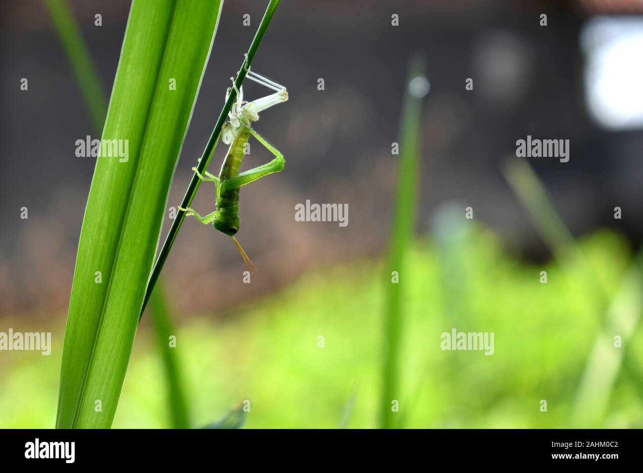 Grasshopper moulting. javanese grasshopper. Valanga nigricornis ...
