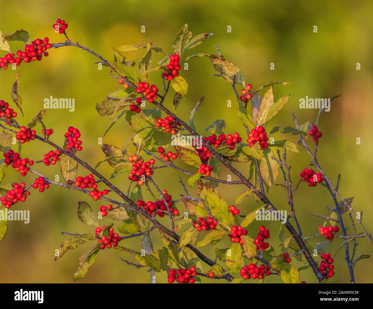 American winterberry hi-res stock photography and images - Alamy
