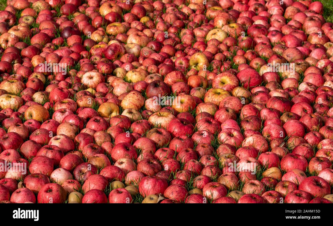 Hundreds of apples laying on the ground after a bumper harvest Stock ...